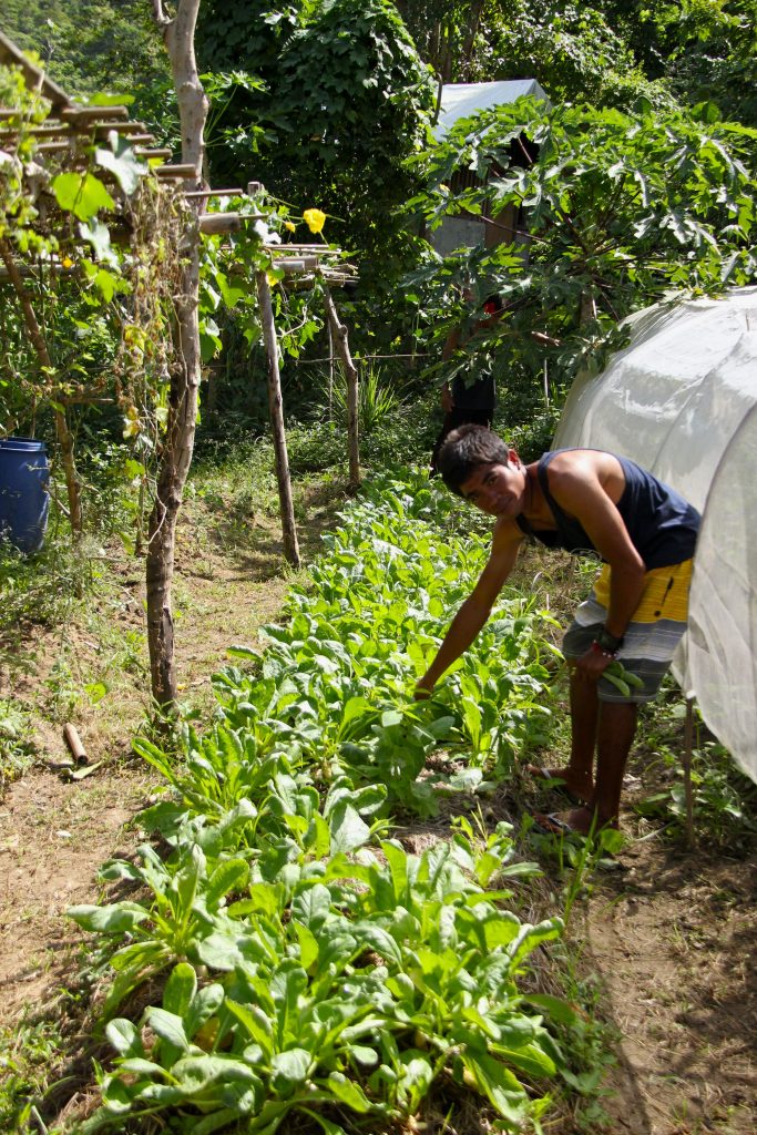 Tao farm à Palawan, un bel exemple de cuisine durable - Mangez-Moi.fr